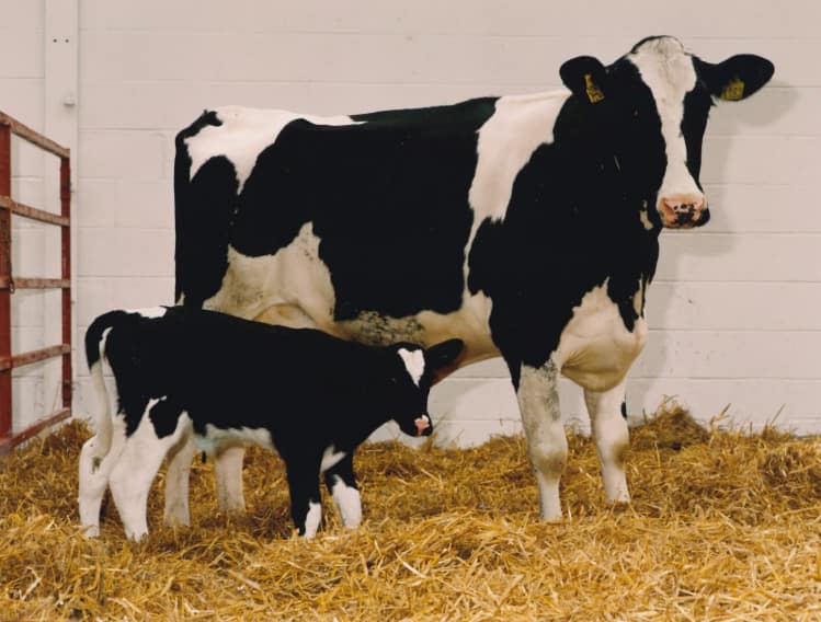 Sexed semen… 20 years later – British Dairying